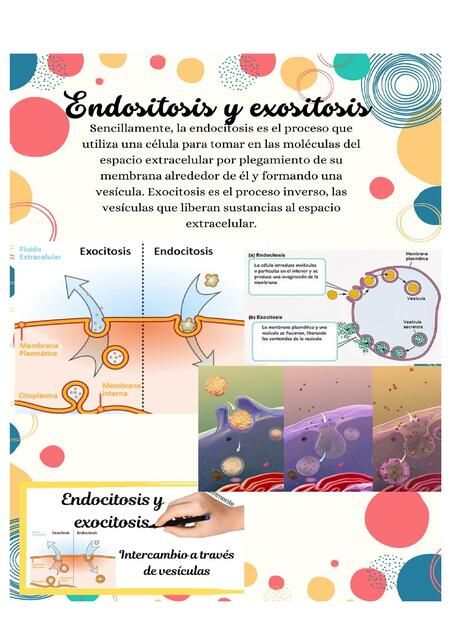 Endositosis y Exositosis | Johanis Nahomis | uDocz