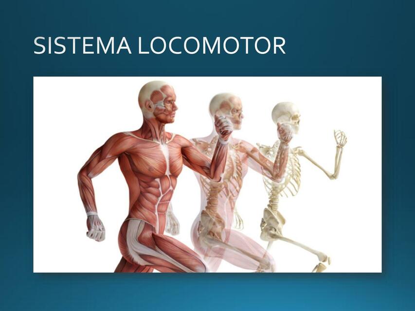 Sistema Locomotor | Karina Encarnacion | uDocz