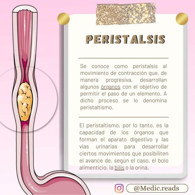 Peristalsis | Georgina Coronado | uDocz