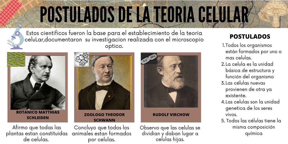 Imágenes De La Teoría Celular