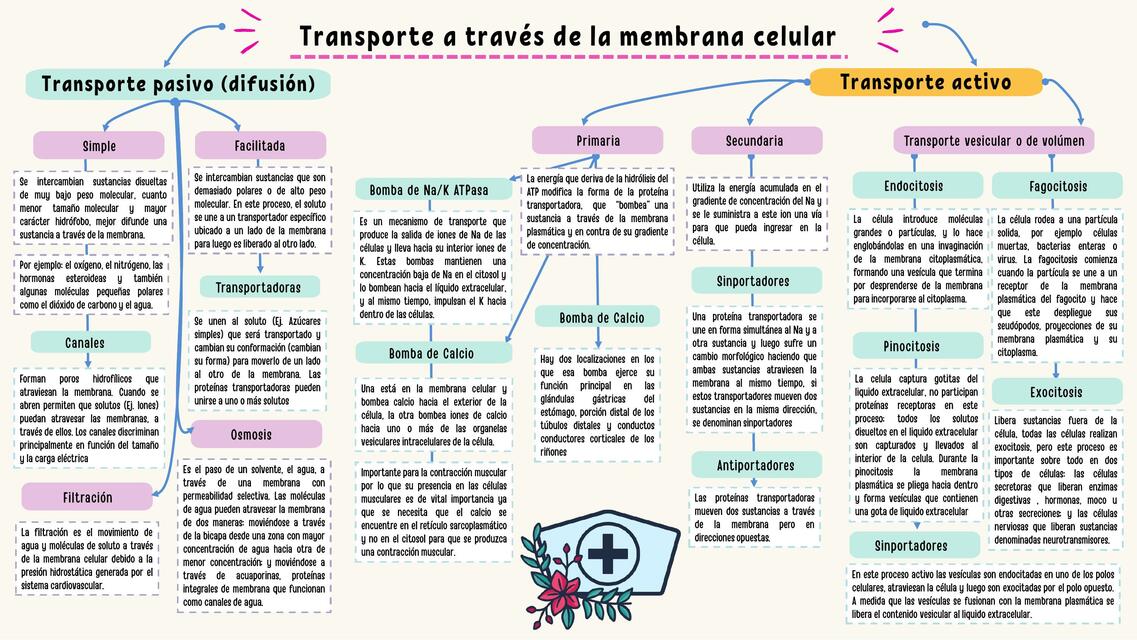 Tipos de transporte a través de la membrana celular: Mapa conceptual | Karen Montero B. | uDocz