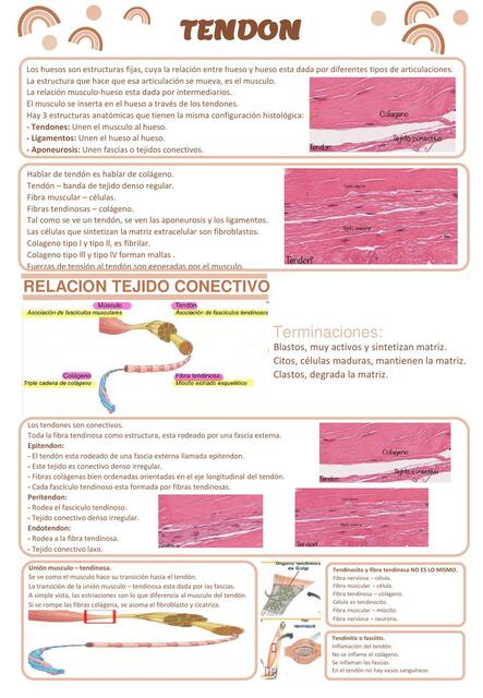 Tendon | Sofia Cárdenas | uDocz
