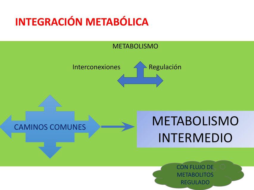 Integración metabólica | Diana Raquel Menjivar Claros | uDocz