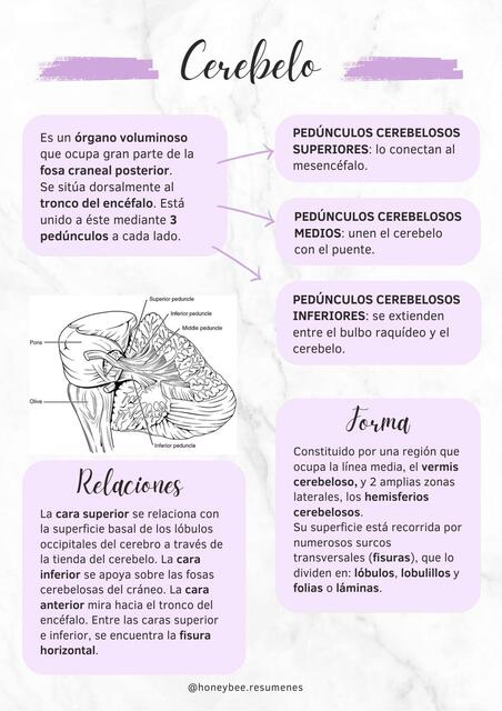 Cerebelo | Honey Bee | uDocz