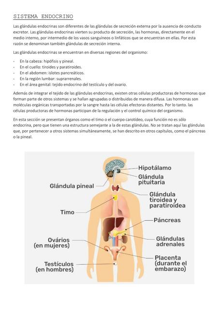 Sistema endocrino | Celeste | uDocz