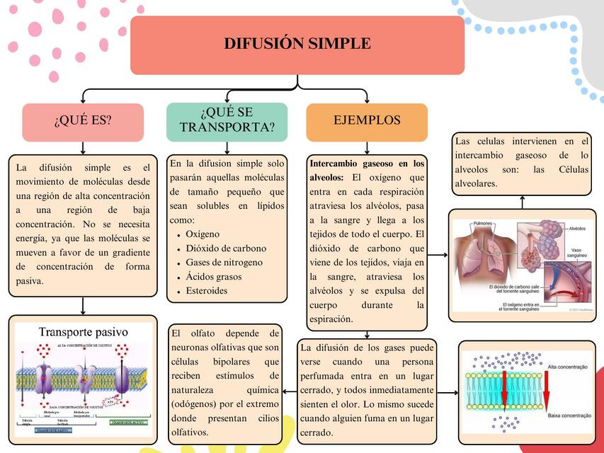 Difusión simple | Omee | uDocz