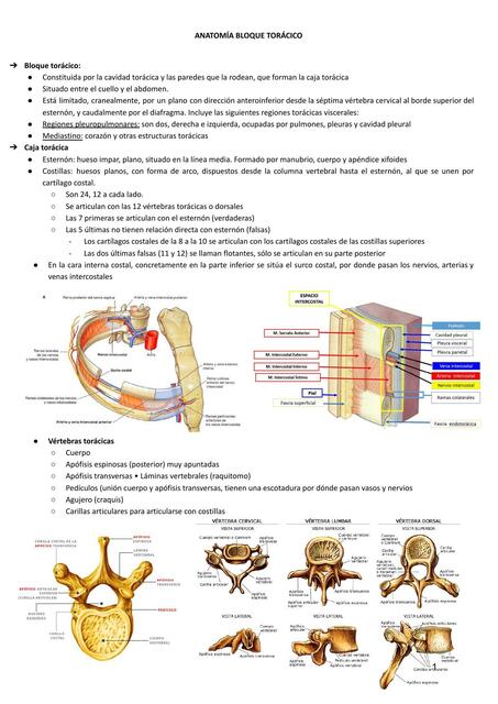 Anatomía bloque torácico | Paula Pérez Guerra | uDocz