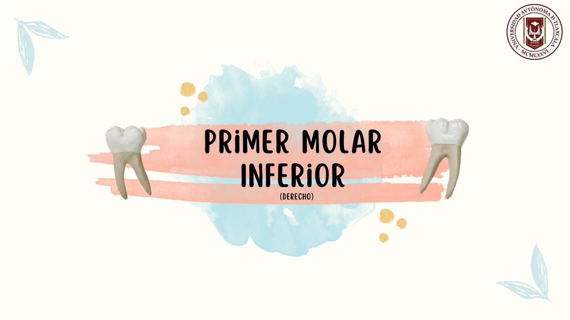 Primer molar inferior cara oclusal | Luci Díaz | uDocz