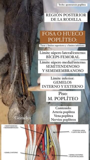 Fosa o Hueco poplíteo - miembro inferior - anatomía | Lisette ...