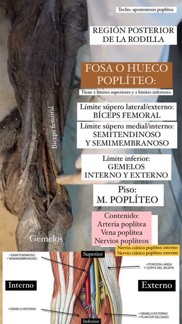 Hueco o Fosa poplítea - Preparados Anatomía del miembro inferior ...