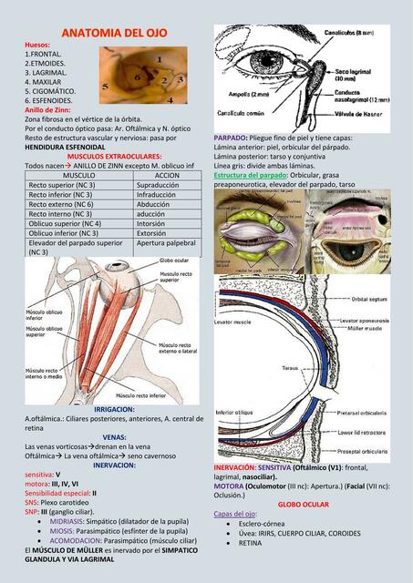 Anatomía del ojo | Mishelle Chavez | uDocz