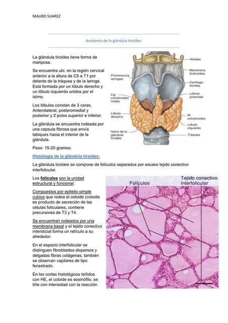 Anatomía de la Glándula Tiroides | Mauro Suarez | uDocz