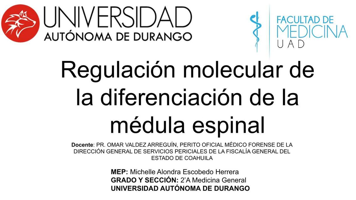 Regulación molecular de la diferenciación de la médula espinal | DR ...