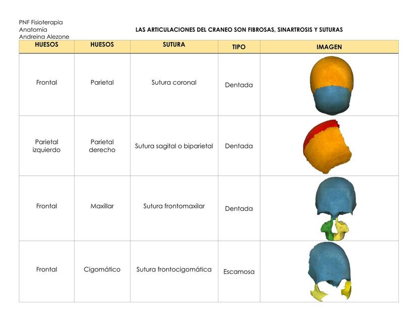 Suturas de cráneo | andreina alezone | uDocz