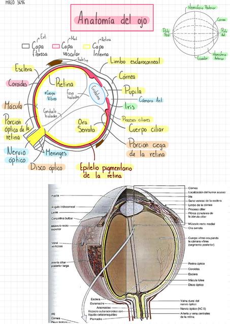 ANATOMÍA DEL OJO | Ernesto Ohtli Mejia Ramirez | uDocz