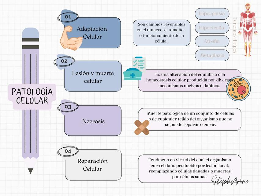 Esquema de la patología celular | Stephanie Arone | uDocz