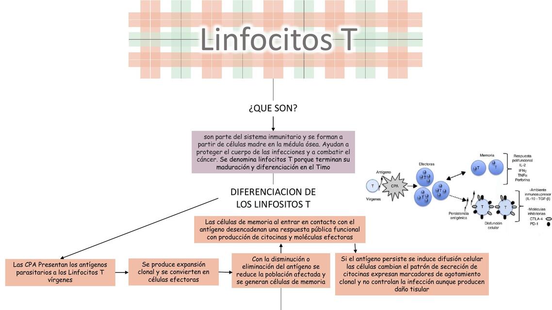 Linfocitos T | Aby nurse | uDocz