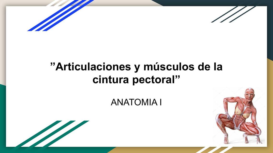 Articulaciones y músculos de la cintura pectoral | uDocz | uDocz