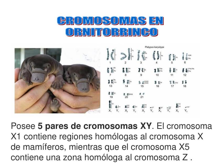 Cromosomas en Ornitorrinco | geraldine cuevas | uDocz