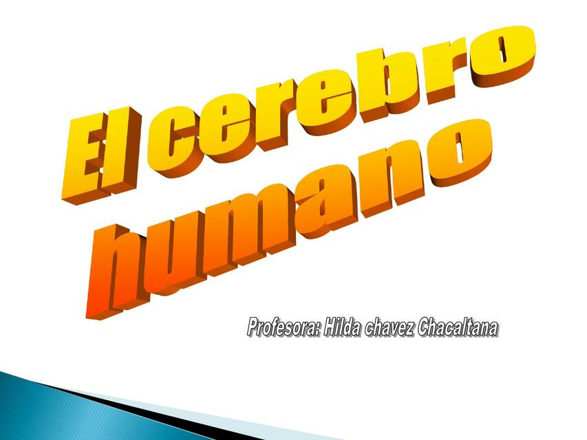 El cerebro humano | MARIA FERNANDA MANRIQUE CACHA | uDocz