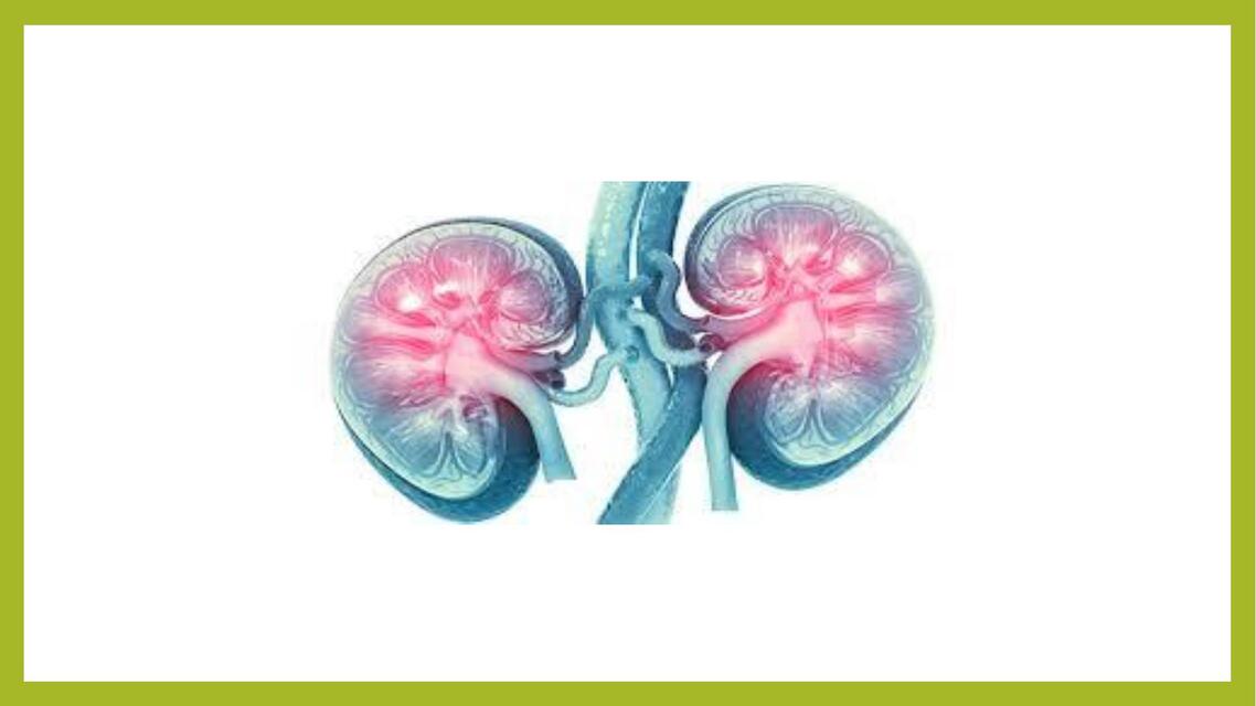 Anatomía funcional del riñón | Gus Gustavo | uDocz