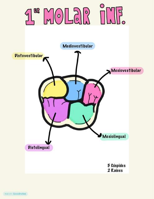 Primer Molar Inferior | Consu Odonto :) | uDocz