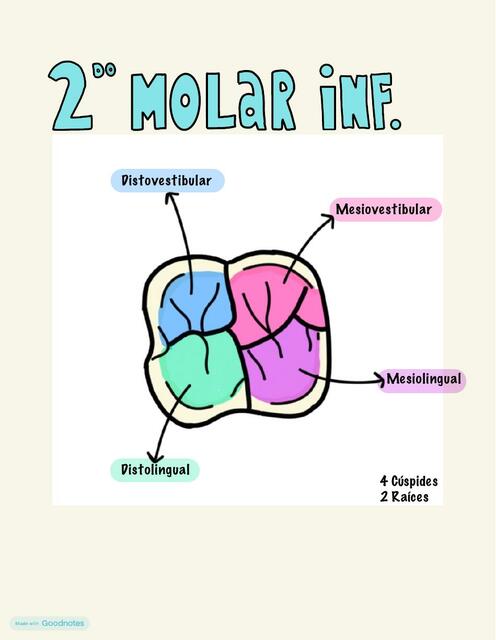 Segundo Molar Inferior | Consu Odonto :) | uDocz