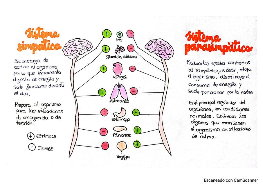 Sistema simpático y parasimpático | Erica AF | uDocz
