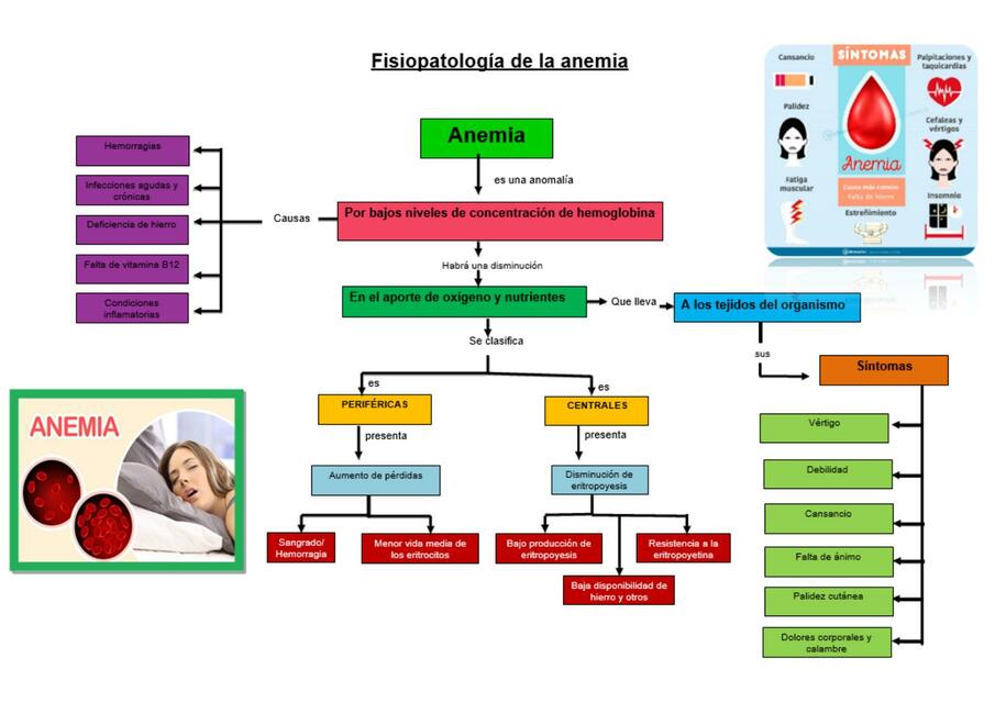 fisiopatologia de anemia | Erica AF | uDocz