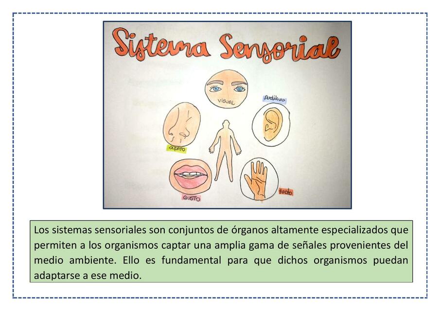 Sistema sensorial | Erica AF | uDocz