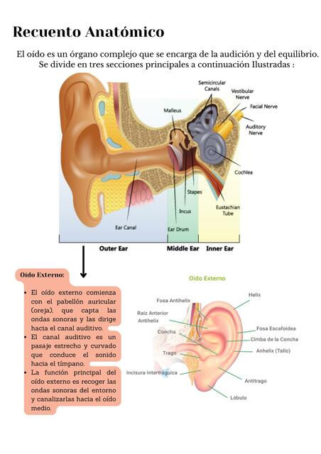 Fisiología de la audición | Diana Piura | uDocz