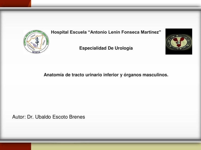 Anatomía tracto inferior y órganos masculinos | ubaldo | uDocz