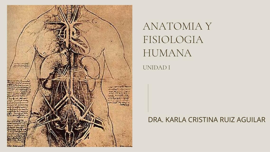 Anatomía y fisiología humana | Erwin | uDocz