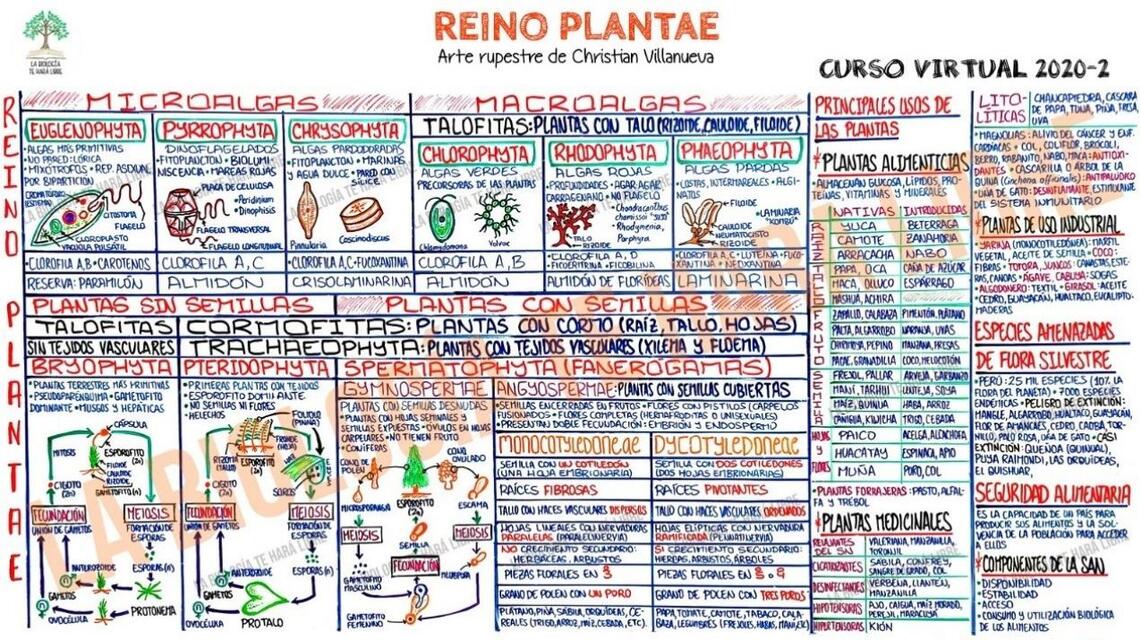 Reino plantae | Ale | uDocz