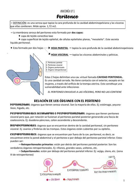 Anatomía del peritoneo | medgram.unr | uDocz