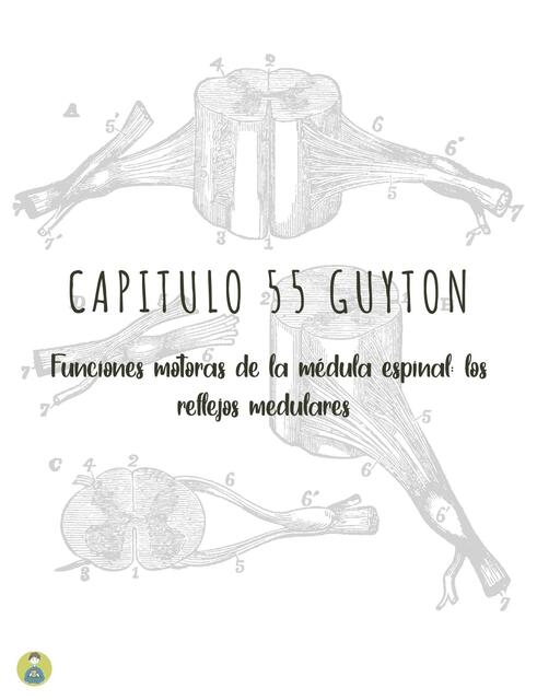 Funciones Motoras de la Médula Espinal | Erick Gómez | uDocz