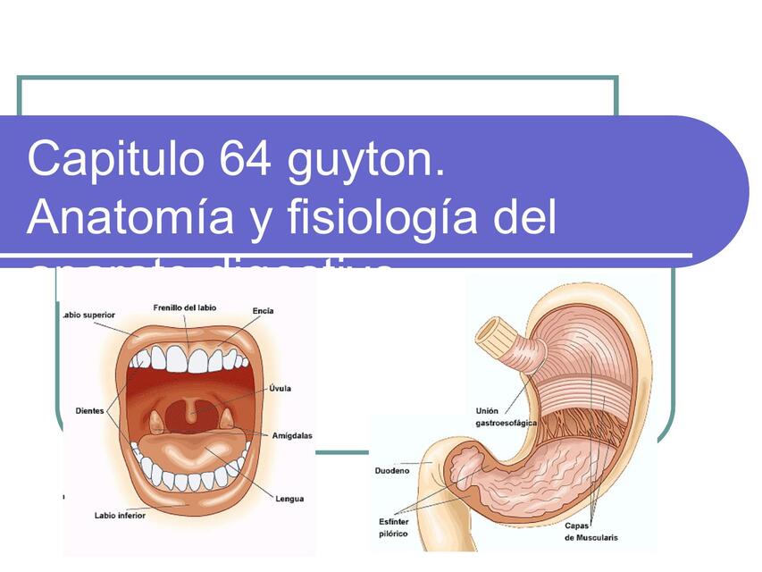 Capitulo 64 guyton Anatomía y fisiología del aparato digestivo | Biología General | uDocz