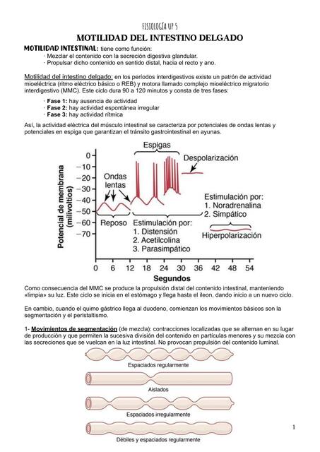 Motilidad del intestino delgado | medgram.unr | uDocz