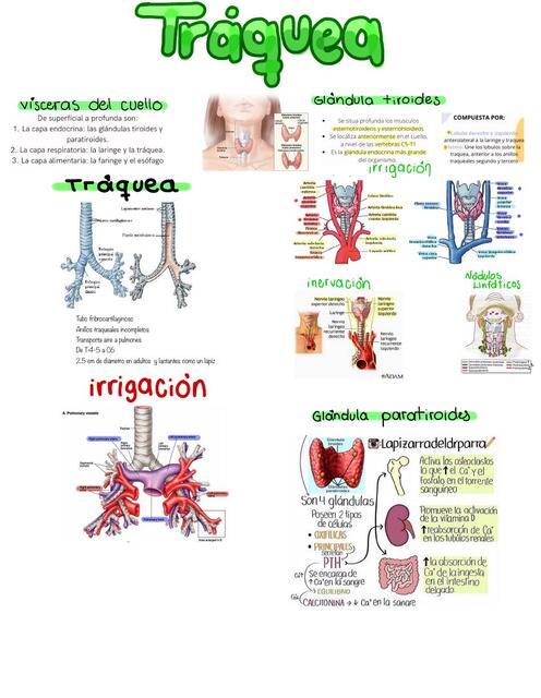 Tráquea | Estefany jm | uDocz