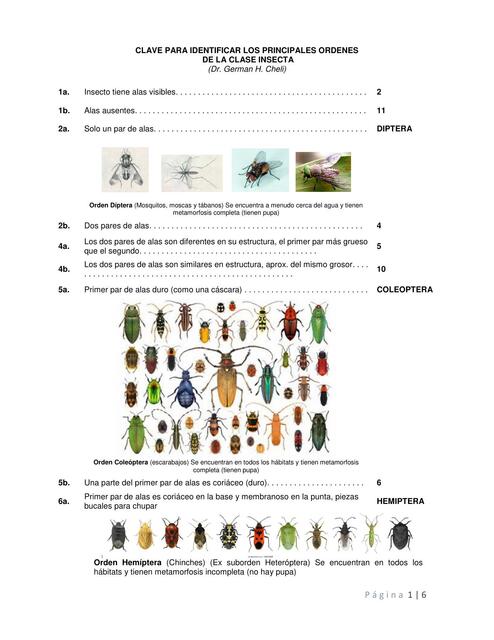 Claves Taxonómicas de Órdenes Insectos | Forensic Studygram | uDocz