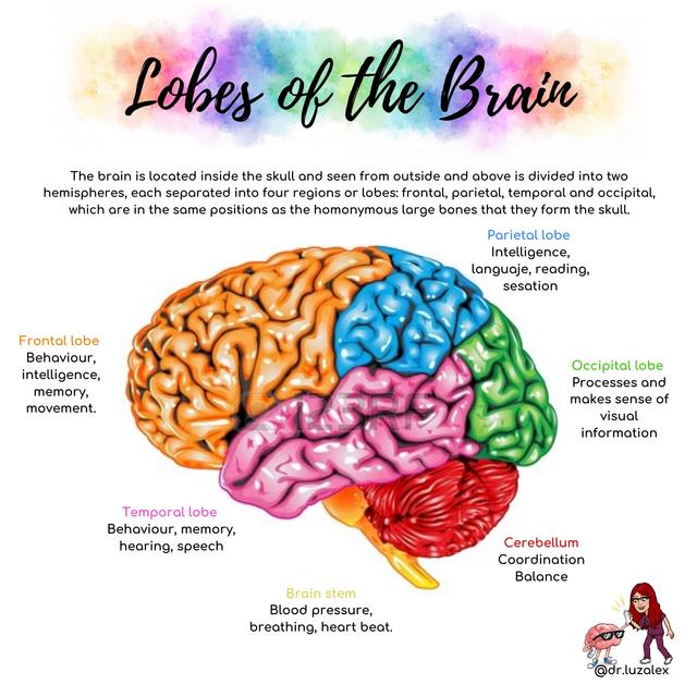 LOBES OF THE BRAIN | Dra. Xanis | uDocz