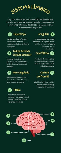 sistema limbico | Laura Aguirre | uDocz