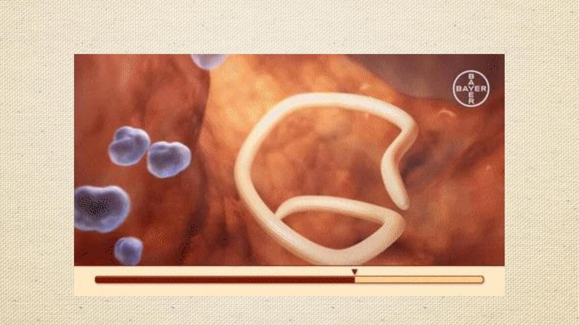 Flashcards de Cadena epidemiológica de ascaris | Por José Fabricio ...