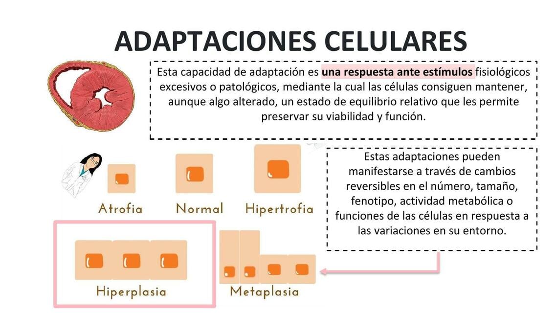 Adaptaciones Celulares | sammy mera | uDocz