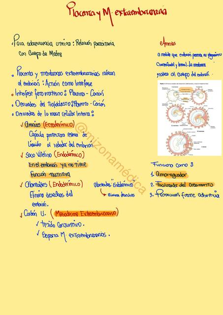 EMBRIOLOGÍA : PLACENTA - LÍQUIDO AMNIÓTICO - ALANTOIDES - CORDÓN ...