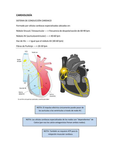 CARDILOGIA RESUMEN | B.M.GFisioterapia Apuntes y demás | uDocz