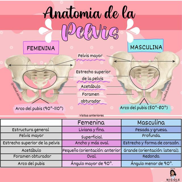 Anatomía de la Pelvis | Nicole Martinez | uDocz