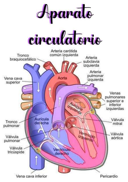 Aparato circulatorio | fraii | uDocz