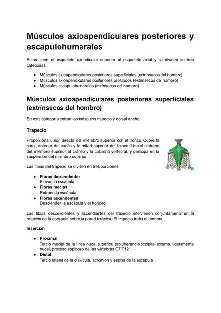 Músculos Axioapendiculares Posteriores y Escapulohumerales | Park | uDocz