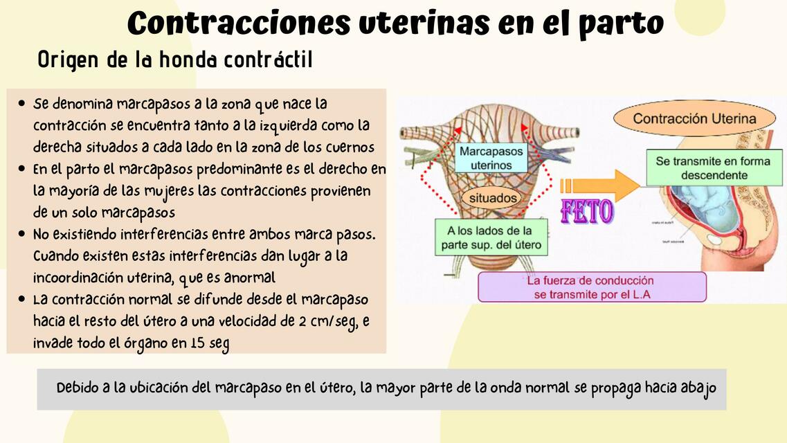 Contracciones uterinas en el parto | Henry Cabezas | uDocz
